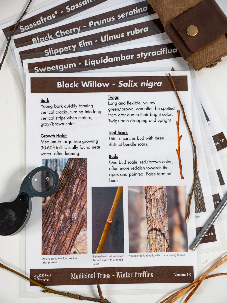 Winter Tree Profiles – Feral Foraging