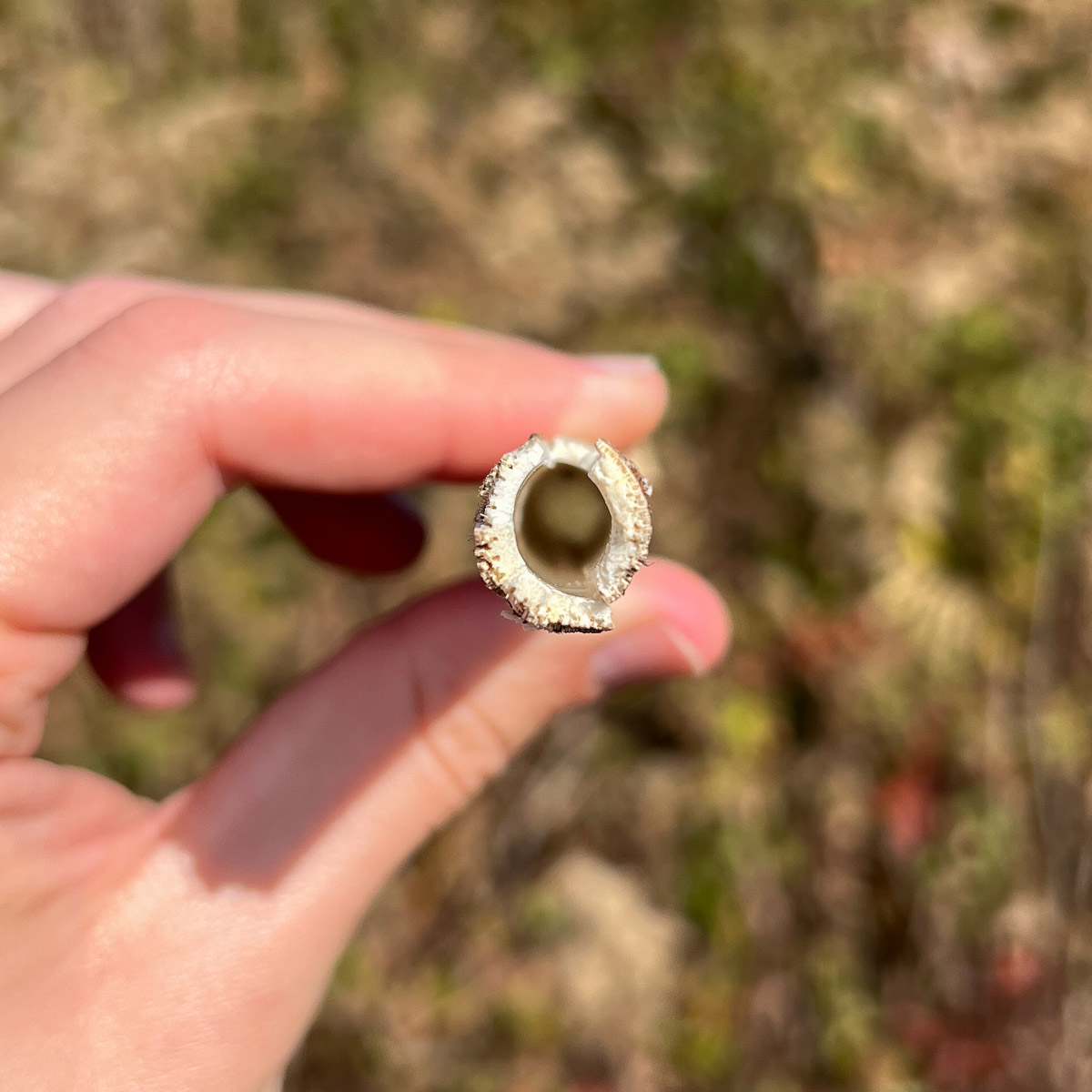 Identifying Poison Hemlock in Winter - Feral Foraging