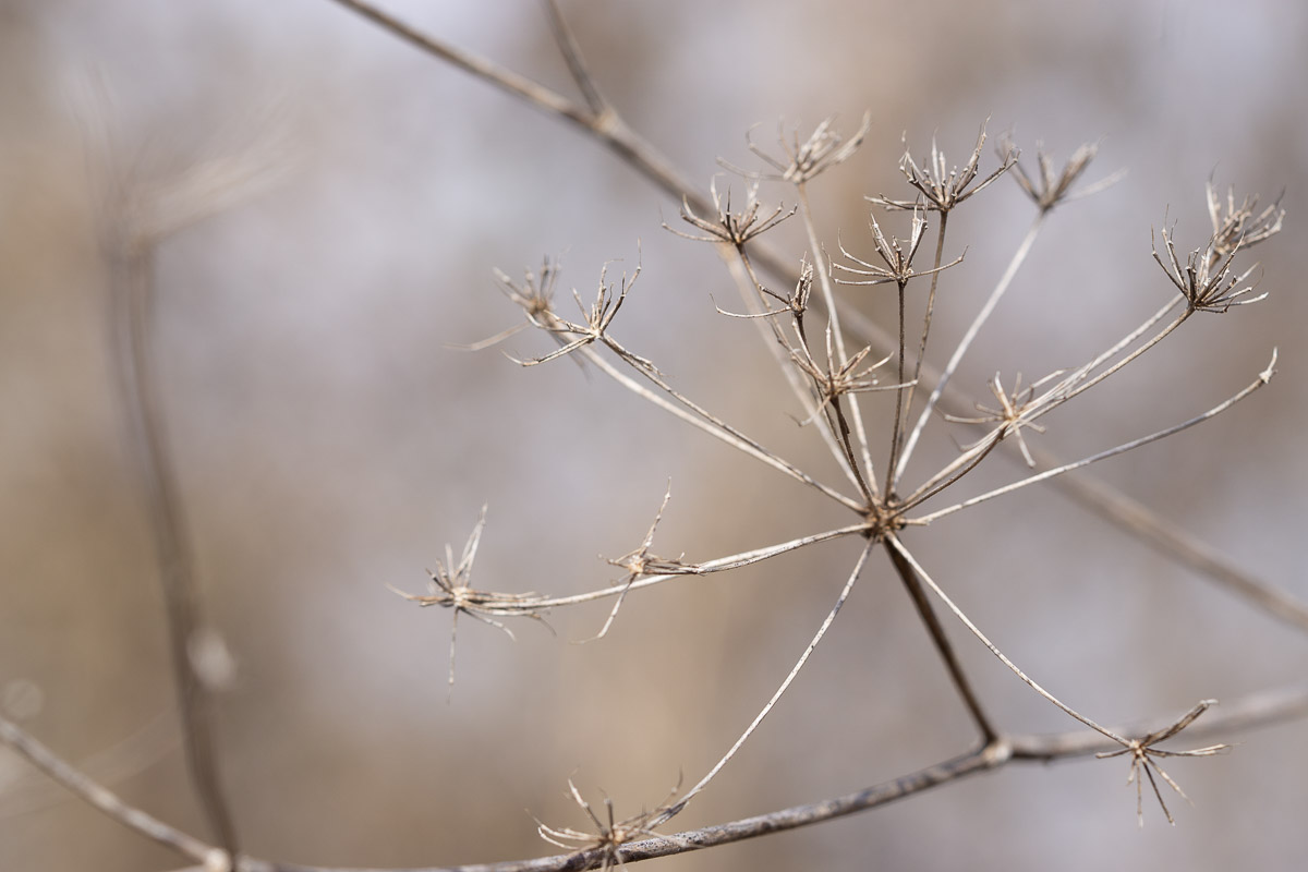 Identifying Poison Hemlock in Winter - Feral Foraging