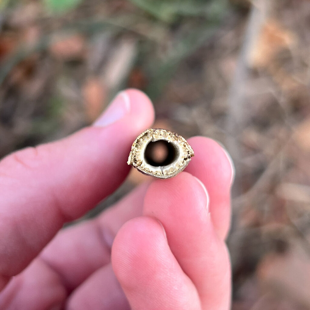 Identifying Water Hemlock in Winter - Feral Foraging