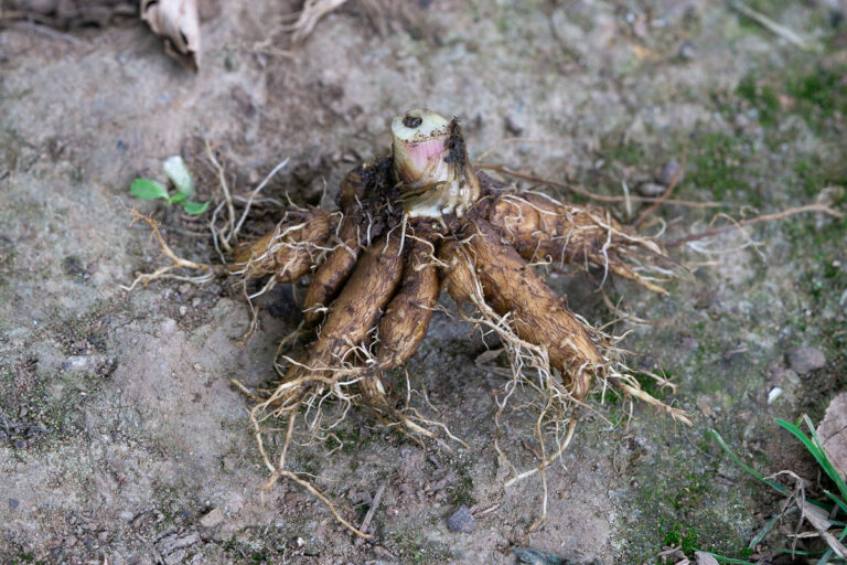 Feral Foraging - Return to the Wild