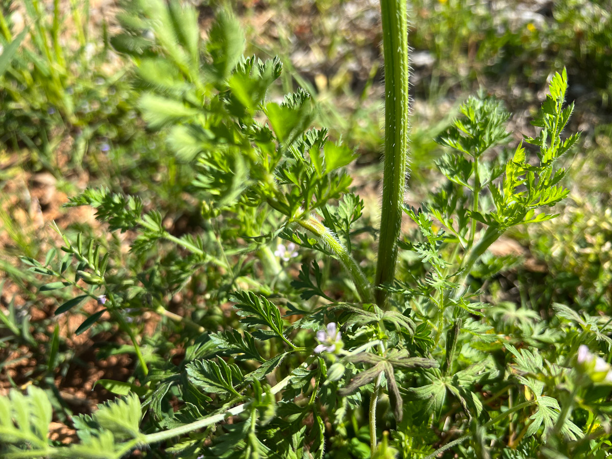 Wild Carrot vs Poisonous Lookalikes in Winter - Feral Foraging