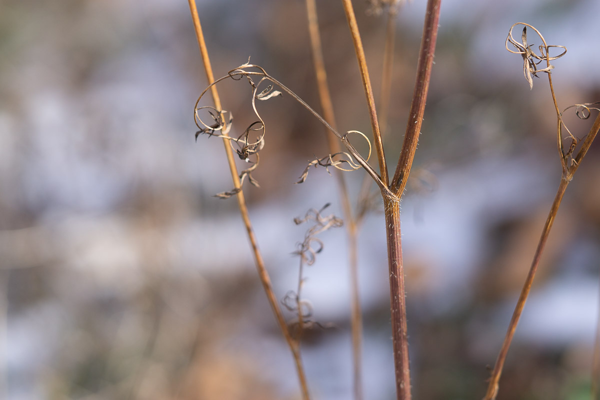Wild Carrot vs Poisonous Lookalikes in Winter - Feral Foraging