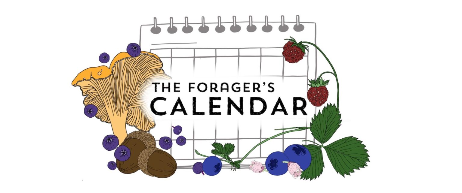 The Forager’s Calendar – Feral Foraging