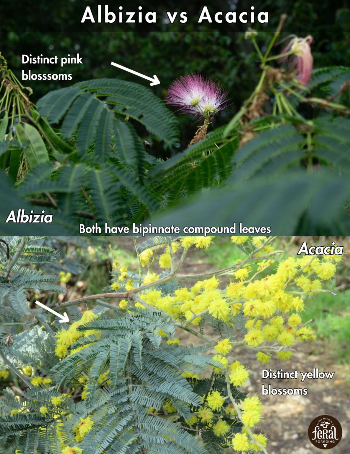Mimosa Tree (Albizia): Uses, Identification, and Precautions
