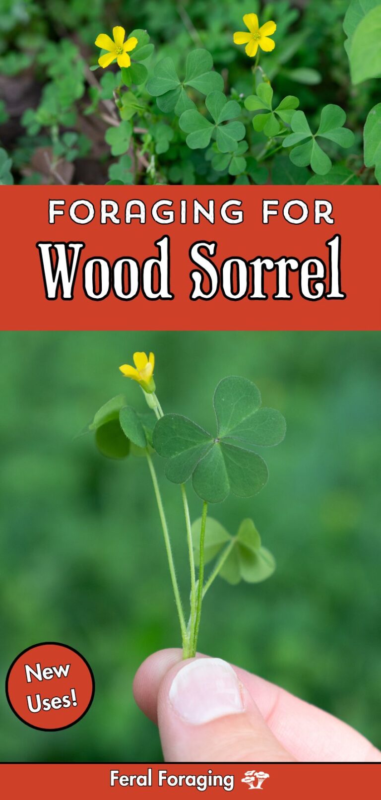 Wood Sorrel: Identification, Uses, and Precautions