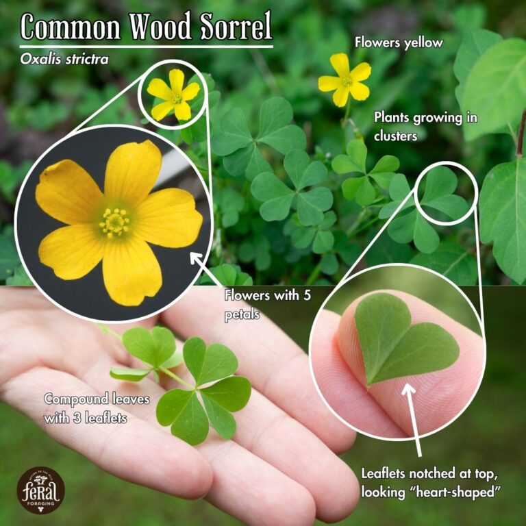 Wood Sorrel: Identification, Uses, and Precautions