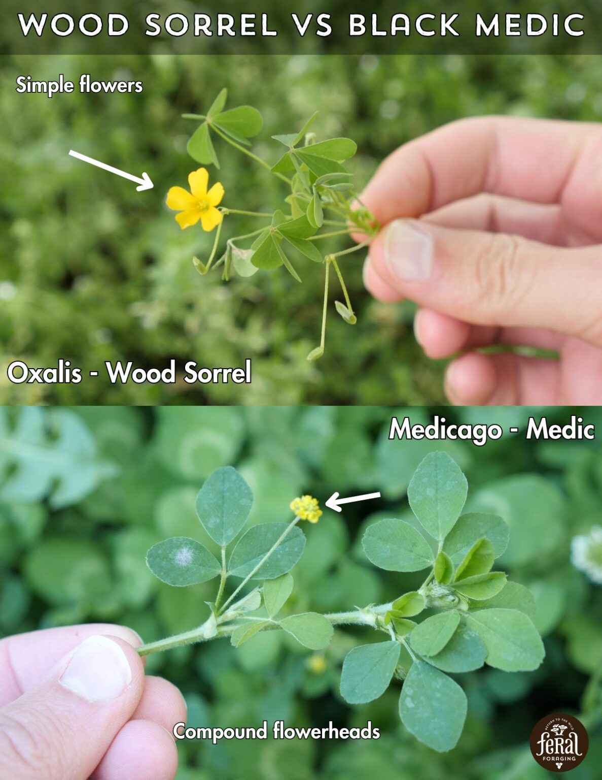 Wood Sorrel: Identification, Uses, and Precautions