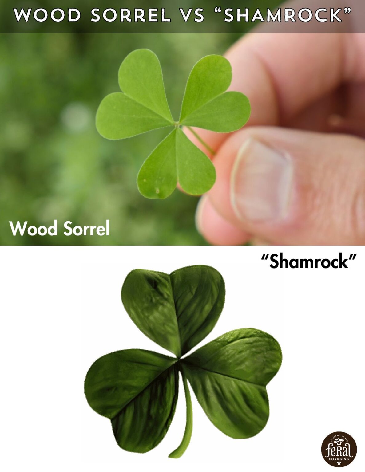 Wood Sorrel: Identification, Uses, and Precautions