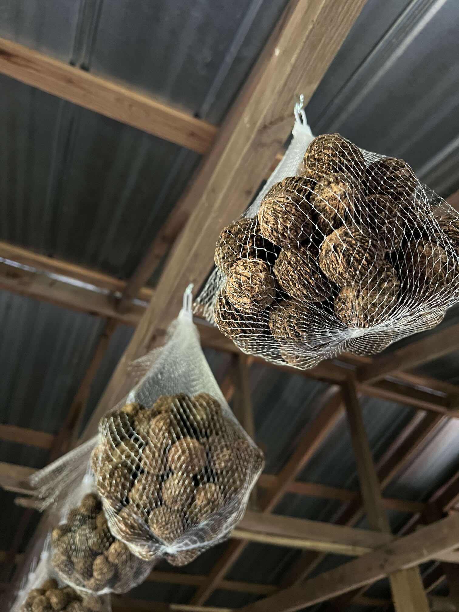 Black Walnut Guide – Feral Foraging