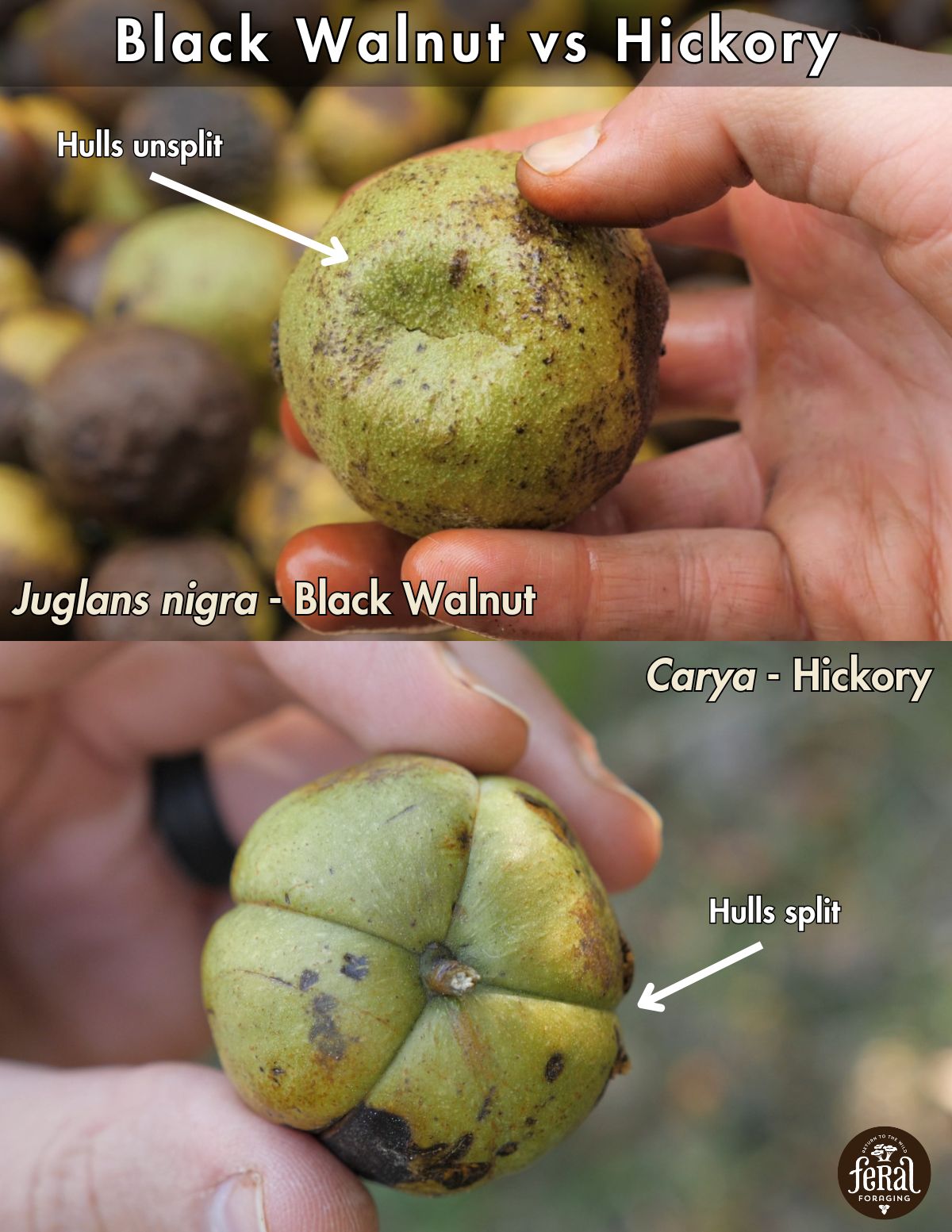 Black Walnut: Gathering, Cleaning, Cracking, and Benefits