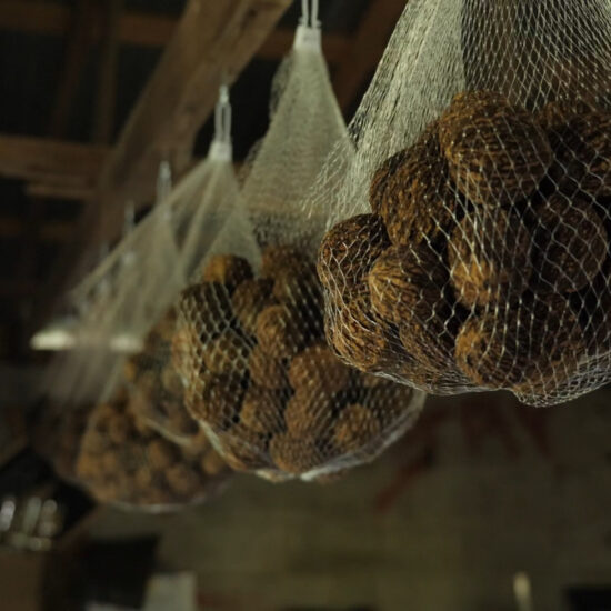 Black Walnut: Gathering, Cleaning, Cracking, and Benefits