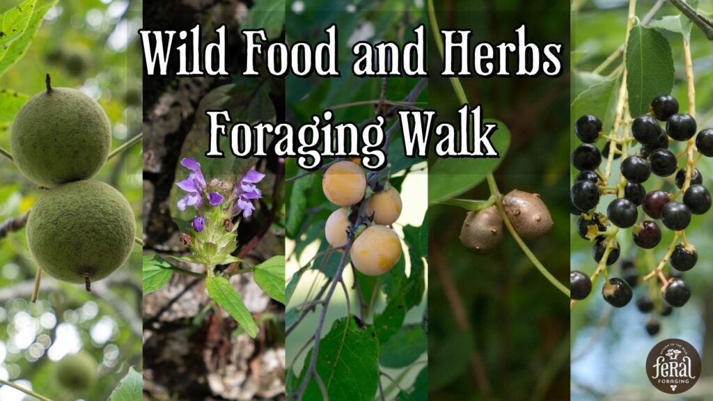 March Wild Food and Herbs Foraging Walk - Feral Foraging