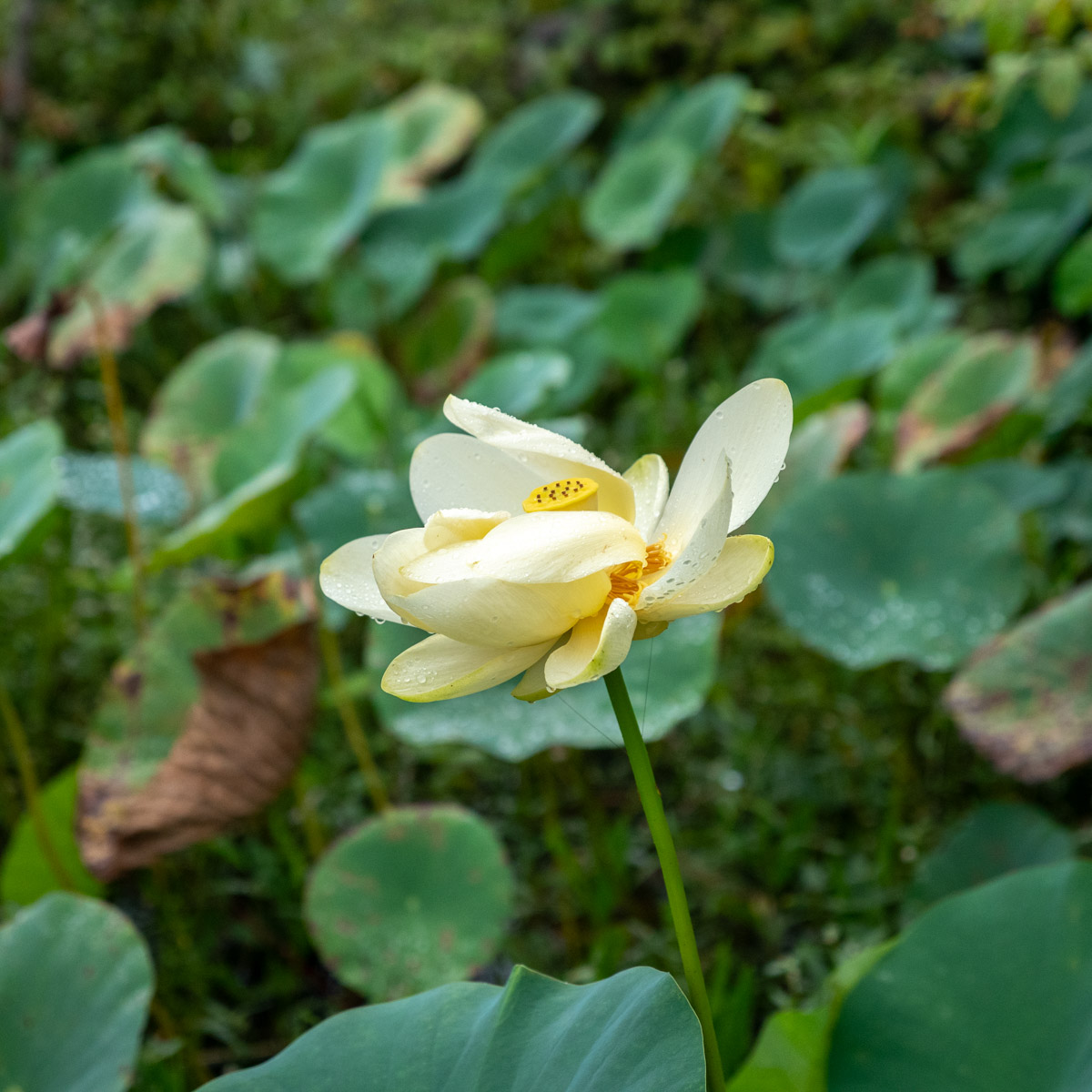 American Lotus: Uses, Processing, Lookalikes, and More