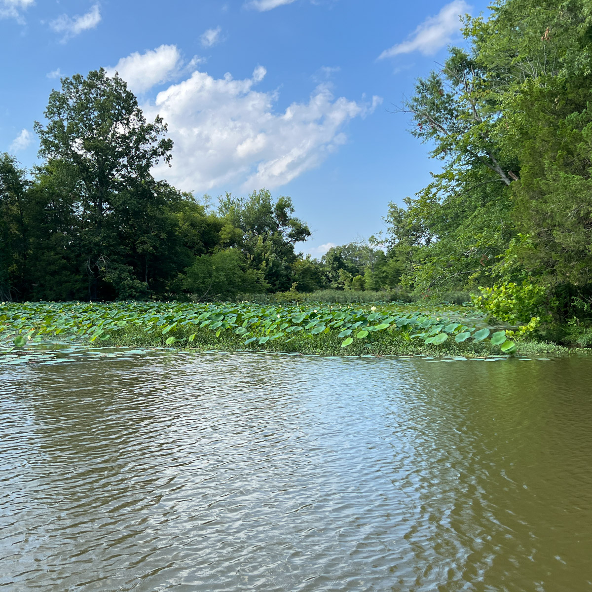 American Lotus: Uses, Processing, Lookalikes, and More