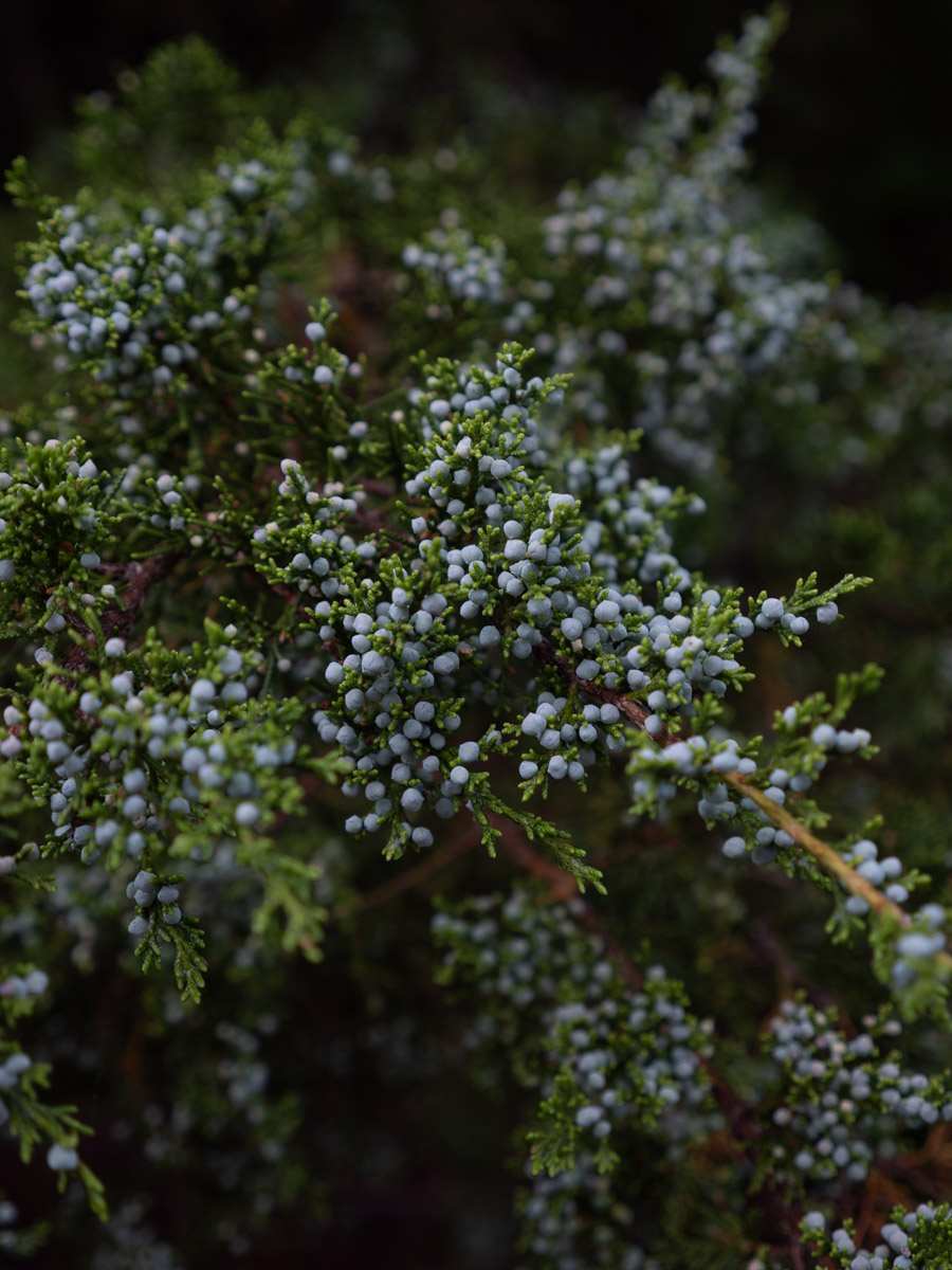 Juniper is Not Toxic